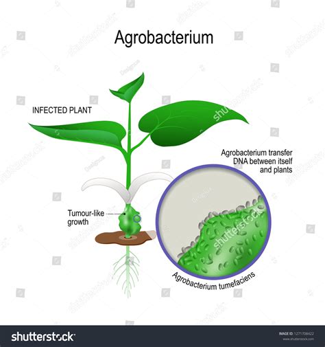 Infected Plant Closeup Agrobacterium Tumefaciens Agrobacterium