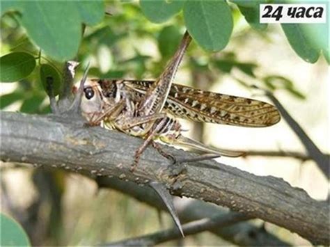 13 000 декара обработени срещу марокански скакалец