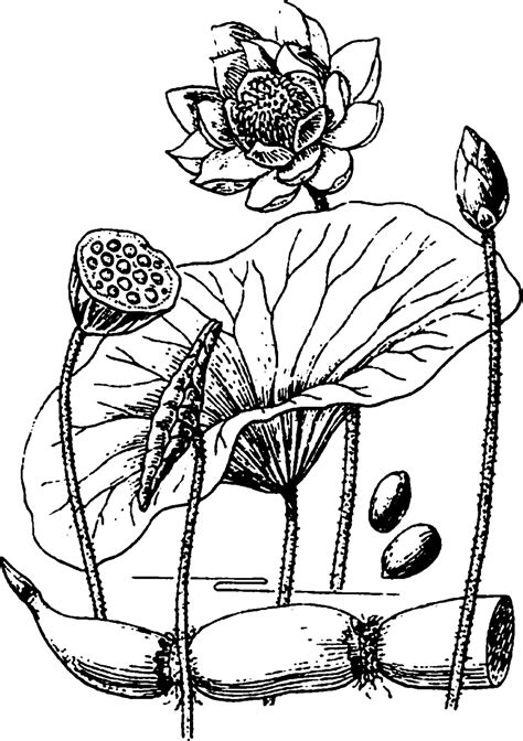 莲子 本草纲目补益 医学