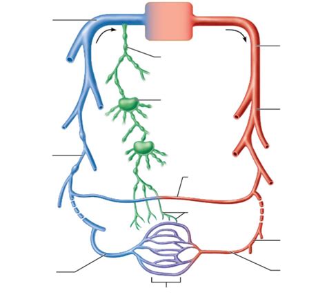 Generic Circulation Diagram Quizlet