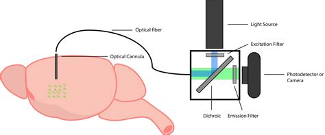 In Vivo Calcium Imaging The Ultimate Guide Mightex