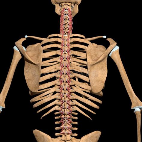 Human Rotators Muscles Of The Spine On Skeleton Stock Illustration