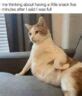 50 Funny Cat Memes That Confirm Cats Are The Funniest Little Menaces