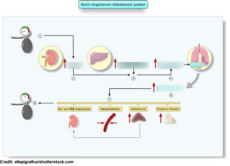 Raas Diagram With Organ Systems Involved Diagram Quizlet
