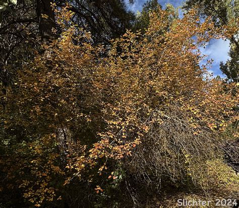 Douglas Hawthorn Black Hawthorn Crataegus Douglasii Synonyms