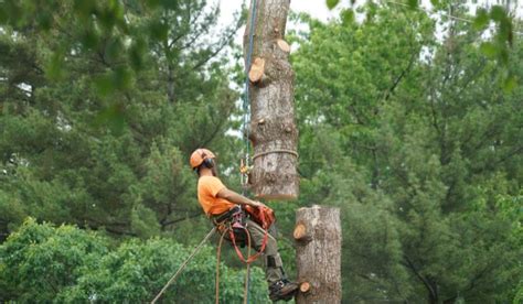 Average Cost Of Tree Removal In Georgia What You Need To Know Leaf And Limb Tree Services