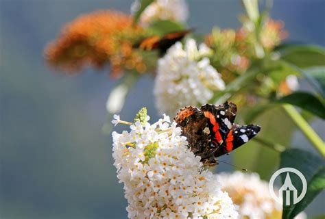Buddleja Davidii White Profusion Vlinderstruik Boomkwekerijen M Van Den Oever Zonen