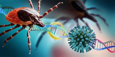 Tick Borne Viruses Are We On The Brink Of A Viral Reassortment