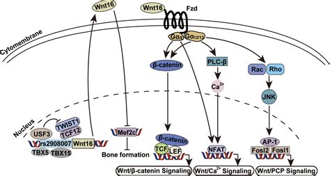 Bone Homeostasis Signaling Pathway At Stan Denham Blog