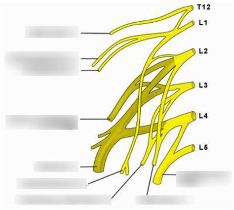 Lumbar Plexus Branches And Divisions Diagram Quizlet