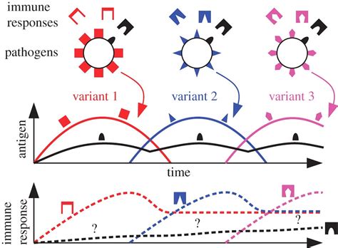 Antigenic Variation Bacteria Examples At Bernadette Williams Blog