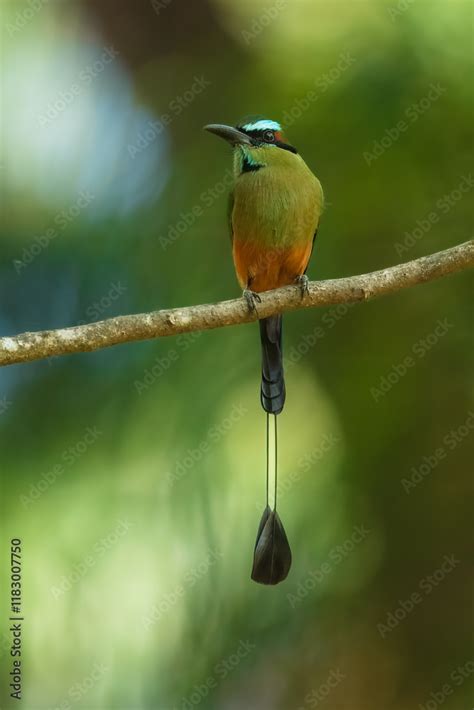 Turquoise Browed Motmot Eumomota Superciliosa Also Known As Torogoz
