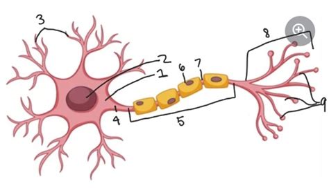 Neuronal Structure And Membrane Potential Quiz 2 23 Flashcards Quizlet