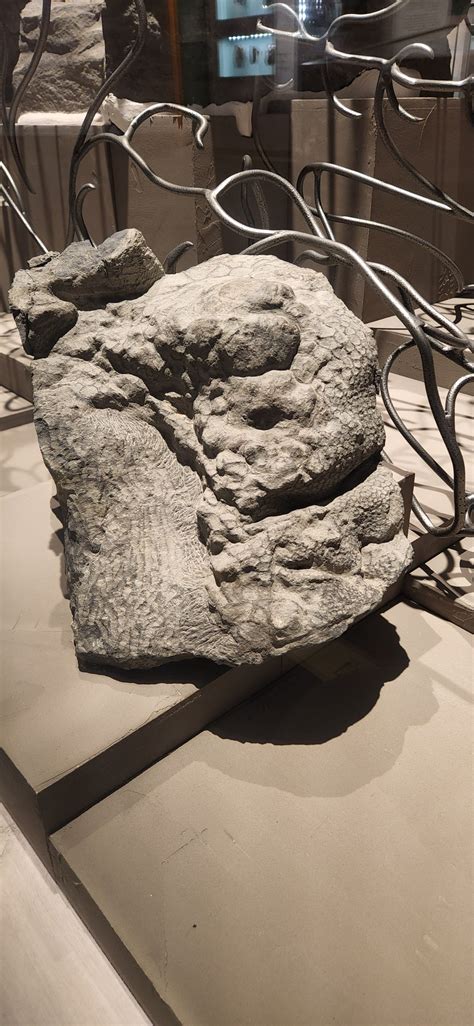 Ankylosaurus Fossil Well Preserved