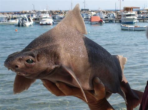 Tiburones En Galicia Abril 2012