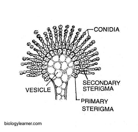 Aspergillus Occurrence Structure Reproduction