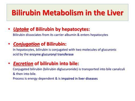 Ppt Bilirubin Metabolism And Jaundice Powerpoint Presentation Free Download Id 2728598
