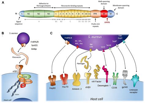 Frontiers Staphylococcal Adhesion And Host Cell Invasion Fibronectin