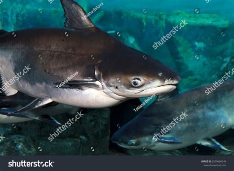 Pangasianodon Hypophthalmus Over 727 Royalty Free Licensable Stock