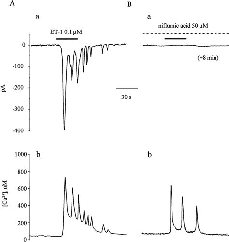 Simultaneous Recordings Of Membrane Current And Ca 2 I In Myocytes