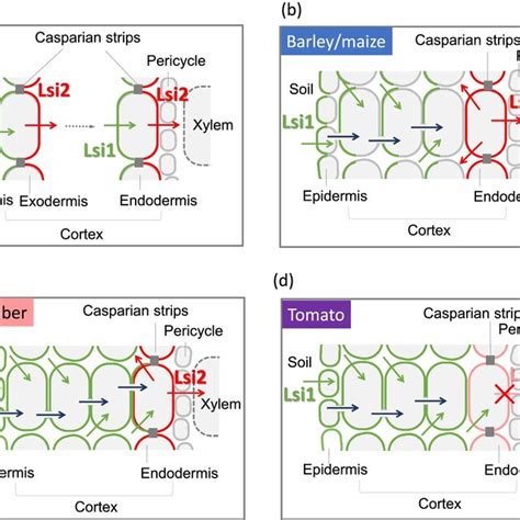 Uptake System Of Si In Different Plant Species The Si Uptake System In Download Scientific