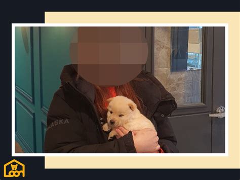 차우차우 진도 믹스 그 책임분양 뱅갈고양이 도베르만분양 미니말티즈 스핑크스고양이분양 장모치와와 빠삐용 스핑크스고양이 브리티시숏헤어분양 빅토리아펫보호소 입양완료