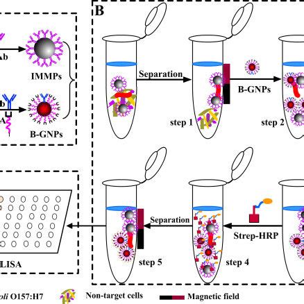 ELISA Detection Sensitivity The Detection Limits Of C ELISA Download Scientific Diagram