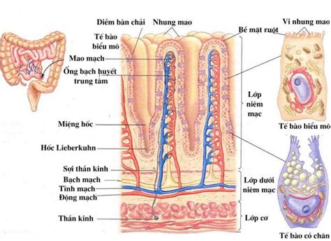 Sinh LÝ TiÊu HoÁ Ở RuỘt Non