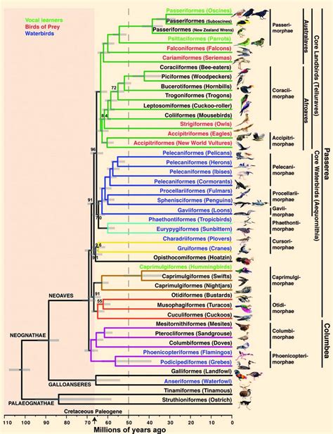 Evolution Tree Birds At Zara Cawthorn Blog
