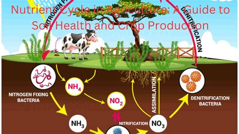 Knowledge Nest Blog Nutrient Cycle In Agriculture