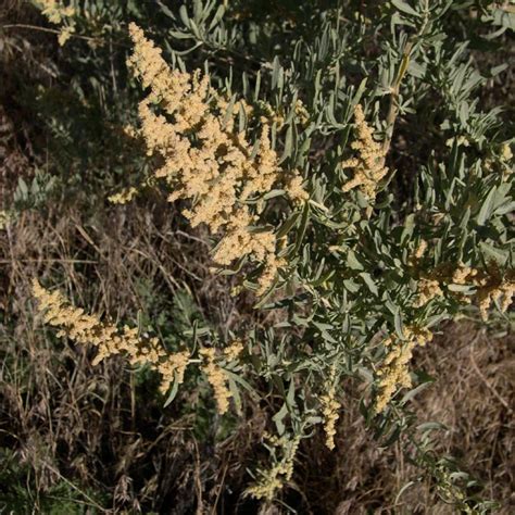 Atriplex Canescens Ecorestore Portal