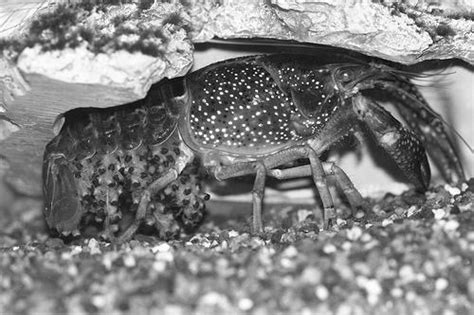 Global Histogram Transfer