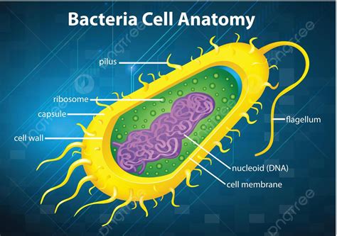 Bacteria Cell Structure Science Gram Microscope Vector Science Gram Microscope Png And Vector