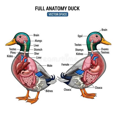 Diagram Of A Duck S Anatomy Depicting Both Male And Female Versions