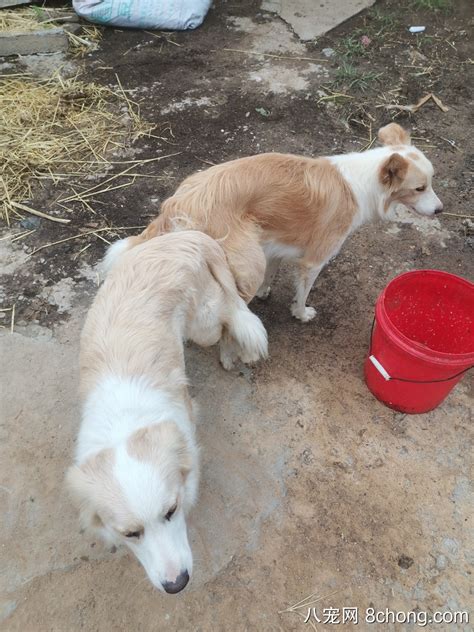 自家狗狗生的边牧满月了金边 山东中型宠物狗边境牧羊犬 八宠网