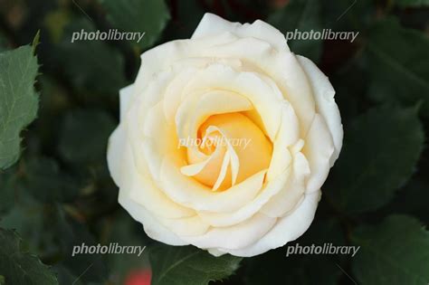 バラ シンプリーヘブン 写真素材 3193144 フォトライブラリー photolibrary