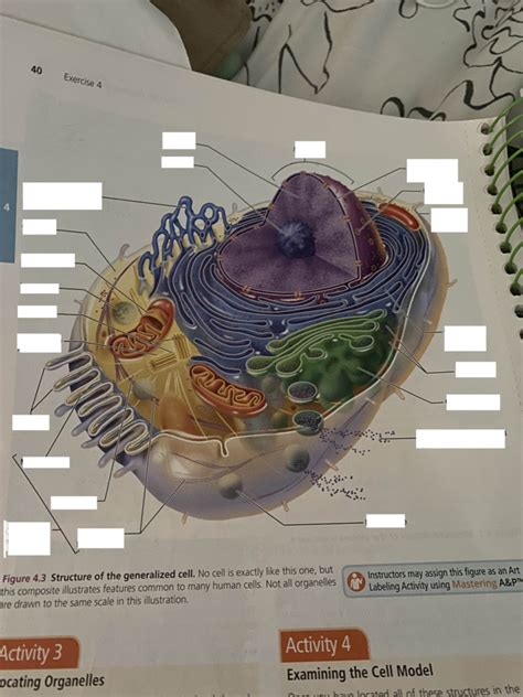 Bio Makeup Exam 1 Diagram Quizlet