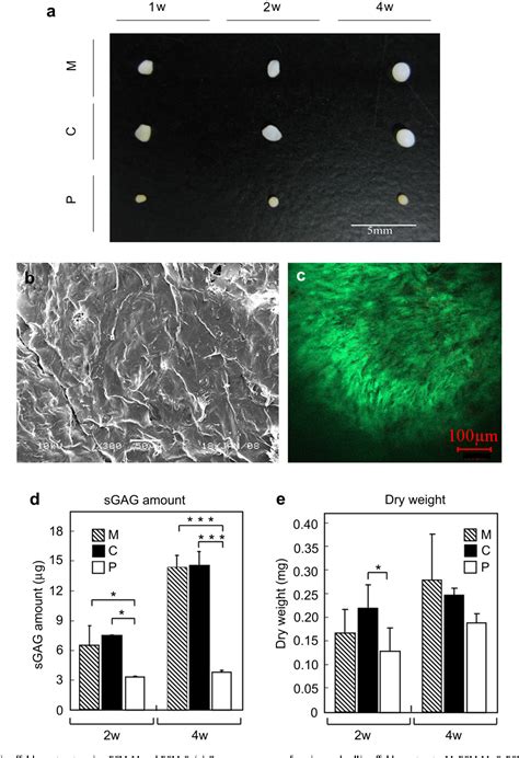 Figure 3 From Cultured Cell Derived Extracellular Matrix Scaffolds For