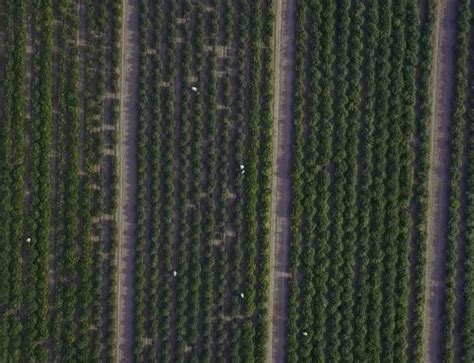 Hemp Composite Vs Carbon Fiber Western States Hemp