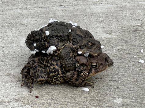 Dead Toad Stuck To Back Of Live One Rfrogsandtoads
