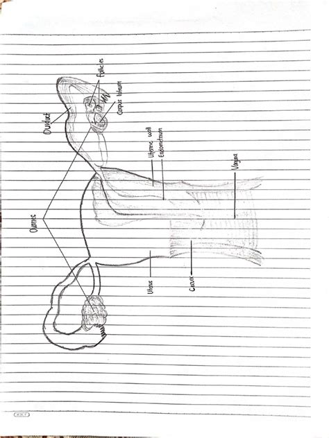 Gambar Reproduksi Sisra Livia Pdf