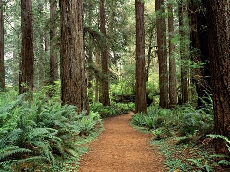 National Forest Desktop Wallpapers 4k Hd Backgrounds On Wallpaperbat