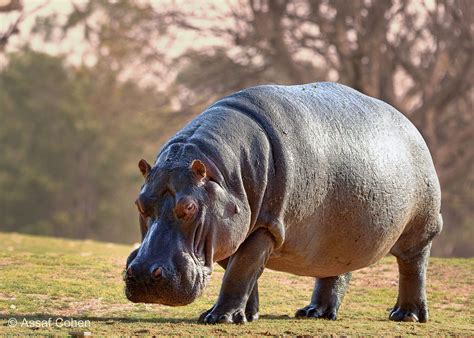 Hippo North Africa Hippo Algeria Map Qgrmh
