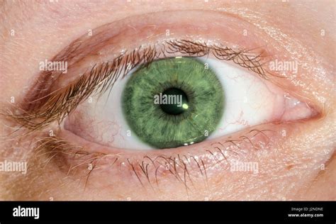 Really Pretty Green Eyes