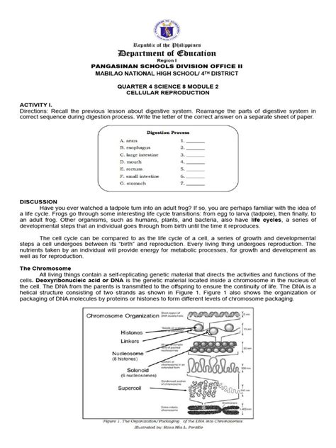 Quarter 4 Science 8 Module 2 Worksheet Pdf Chromosome Dna