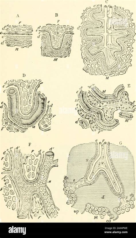 A Textbook Of Obstetrics Fig 84 The Capillary System Of A Placental