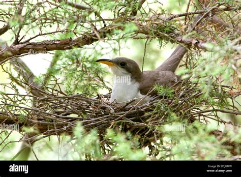 Yellow Billed Cuckoo On Nest Birds Nest Bird Nests Birds Songbird