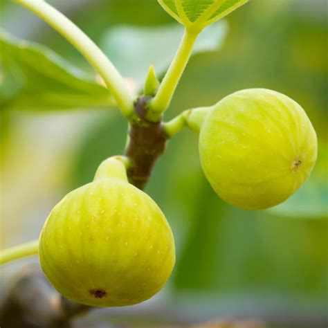 Desert King Fig Tree