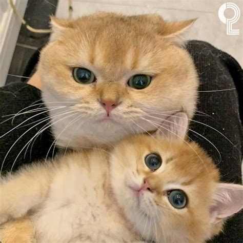 고양이커플 셀카 인스티즈 Instiz 인티포털 카테고리