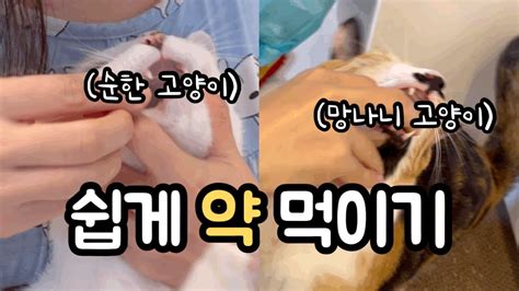 한방에 캡슐 알약 먹이기😽 가장 쉬운 고양이 약 먹이는 방법💊 Youtube